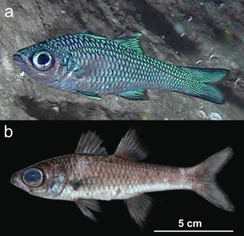 大東諸島の深海洞窟で翡翠色のヤセムツ科魚類を初発見 ～3台の無人探査機（ROV）を駆使した深海カルストの生物相調査（D-Ark）～ | 琉球大学